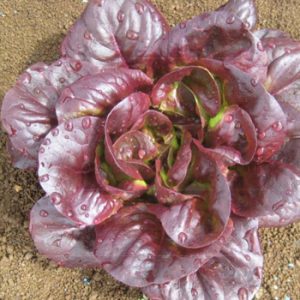 Salanova®- Multi-leaf – Terranova Seeds New Zealand