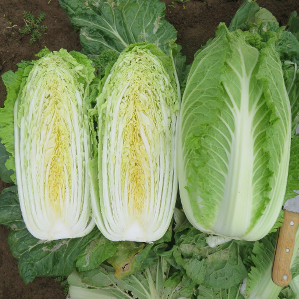 Chinese Cabbage – Terranova Seeds New Zealand