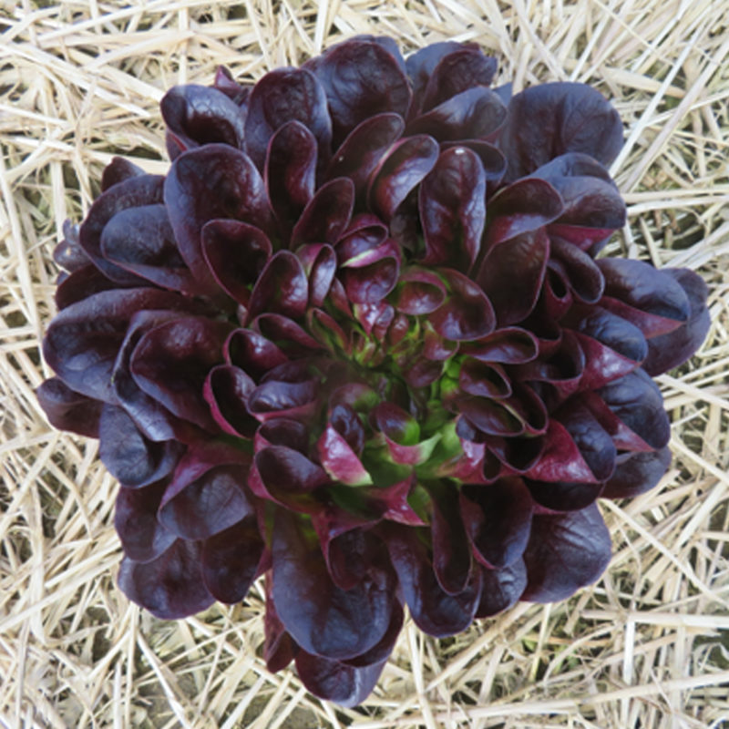 Salanova®- Multi-leaf – Terranova Seeds New Zealand