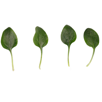 Spinach – Terranova Seeds New Zealand